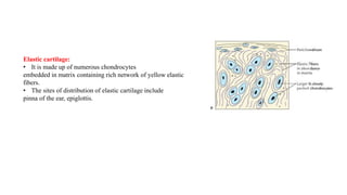 CARTILAGES.pptx