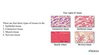 CARTILAGES.pptx