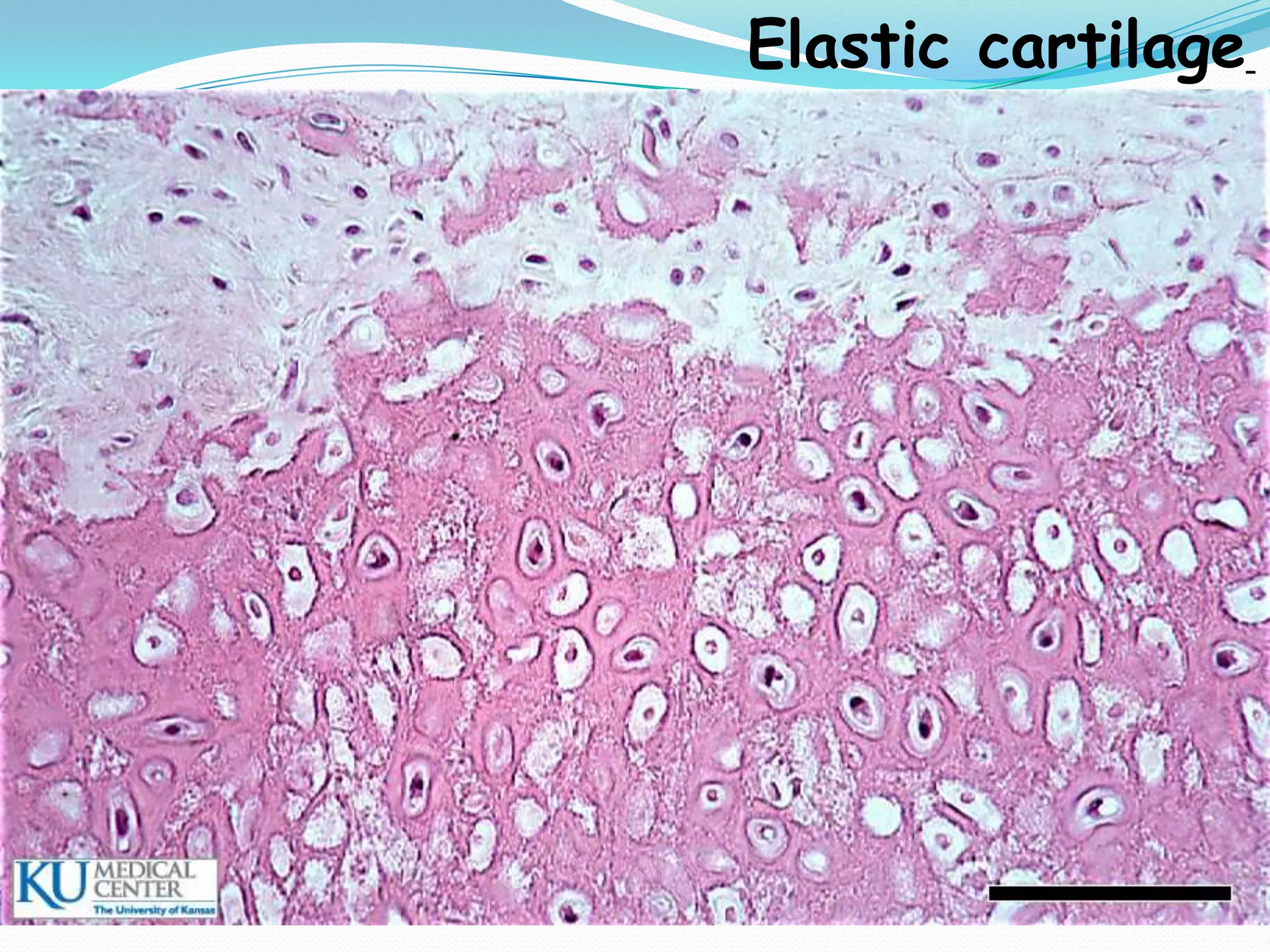 Cartilages.histology | PPTX