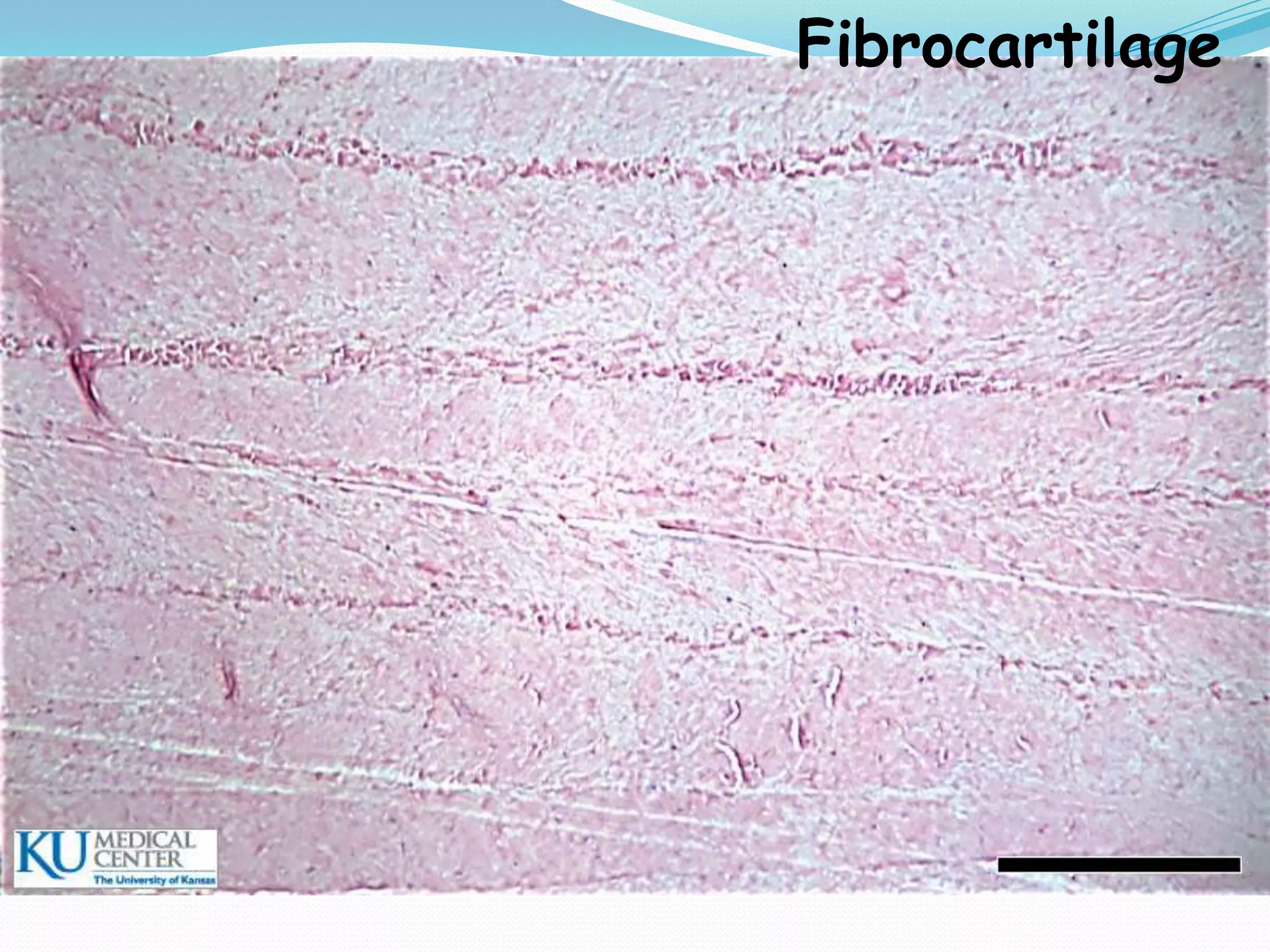 Cartilages.histology | PPTX