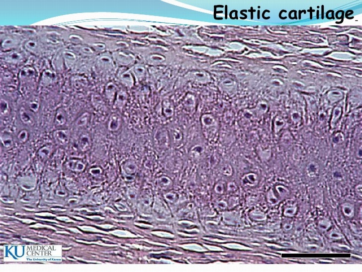 Cartilage Histology Elastic Cartilage Histology Slide