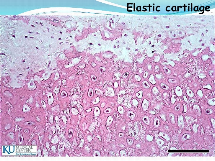 Cartilages.histology