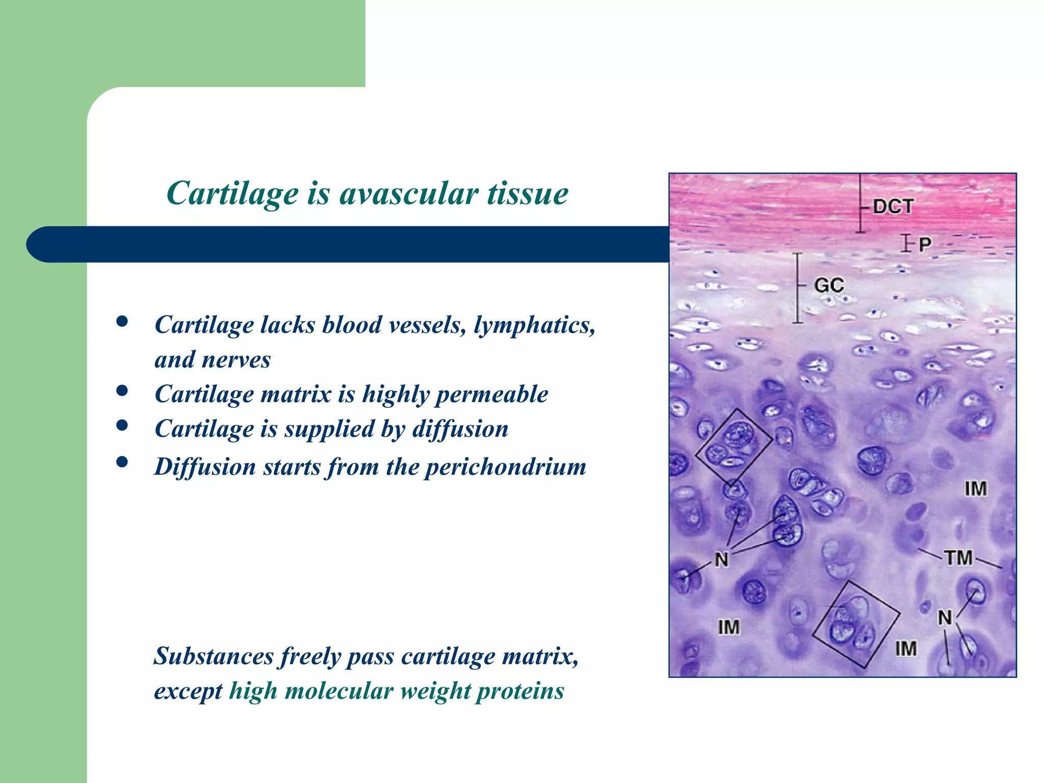 Cartilages and bones | PPT