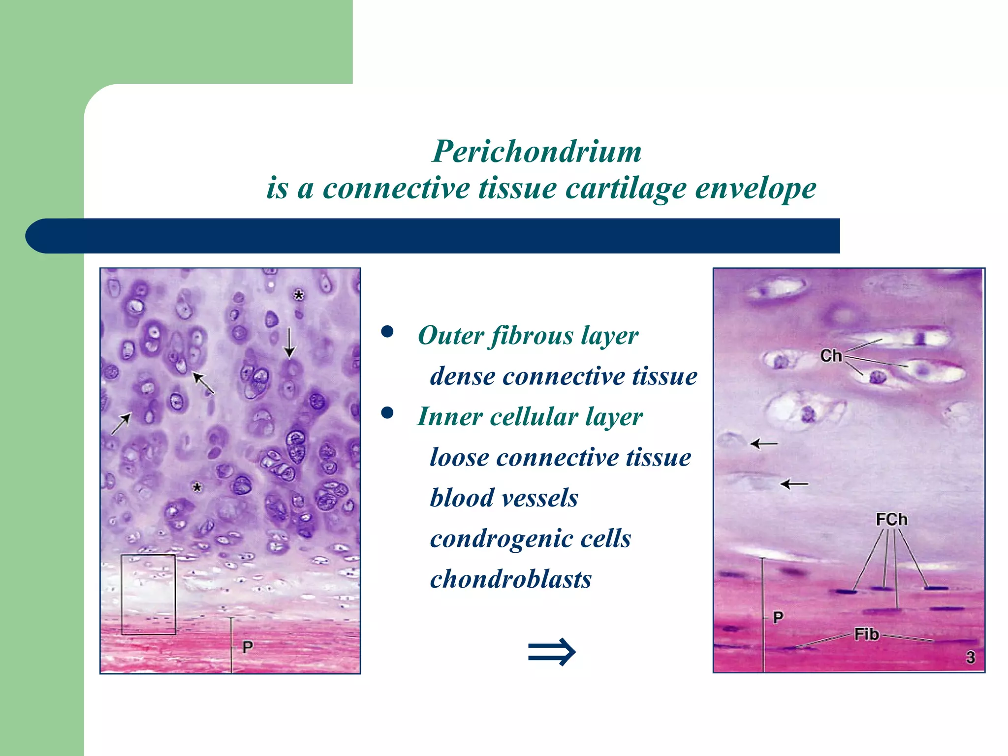 Cartilages and bones | PPT