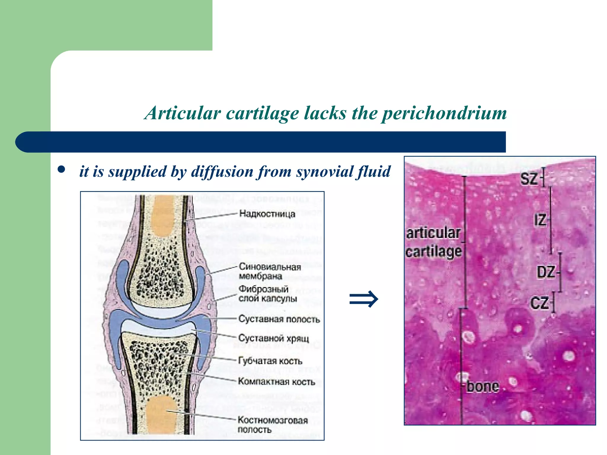 Cartilages and bones | PPT