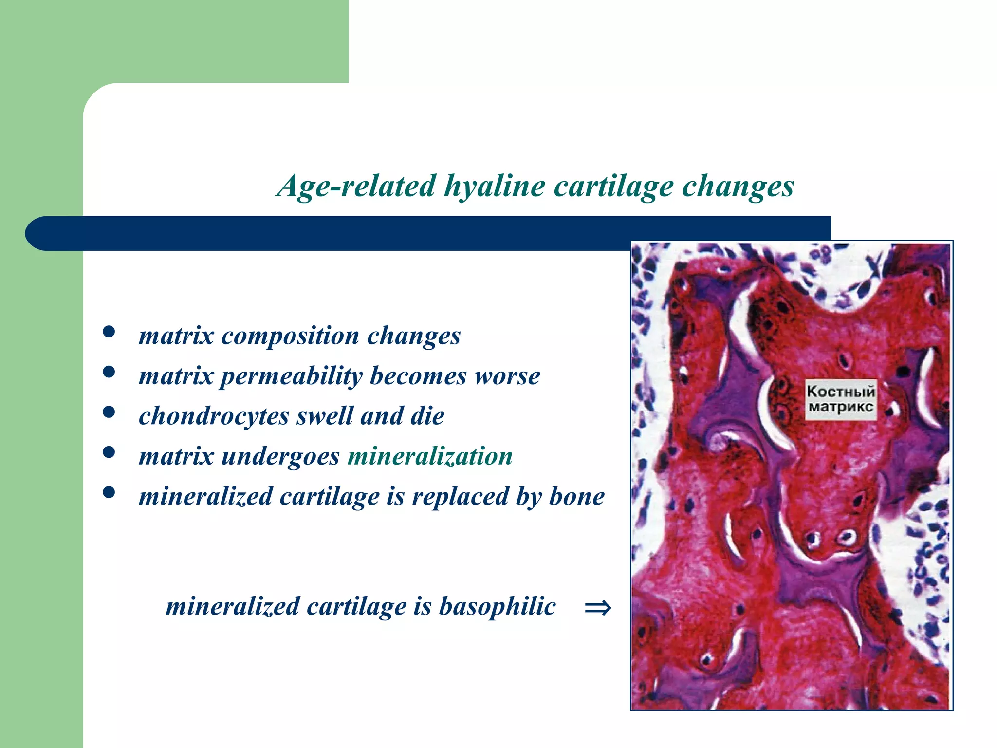 Cartilages and bones | PPT