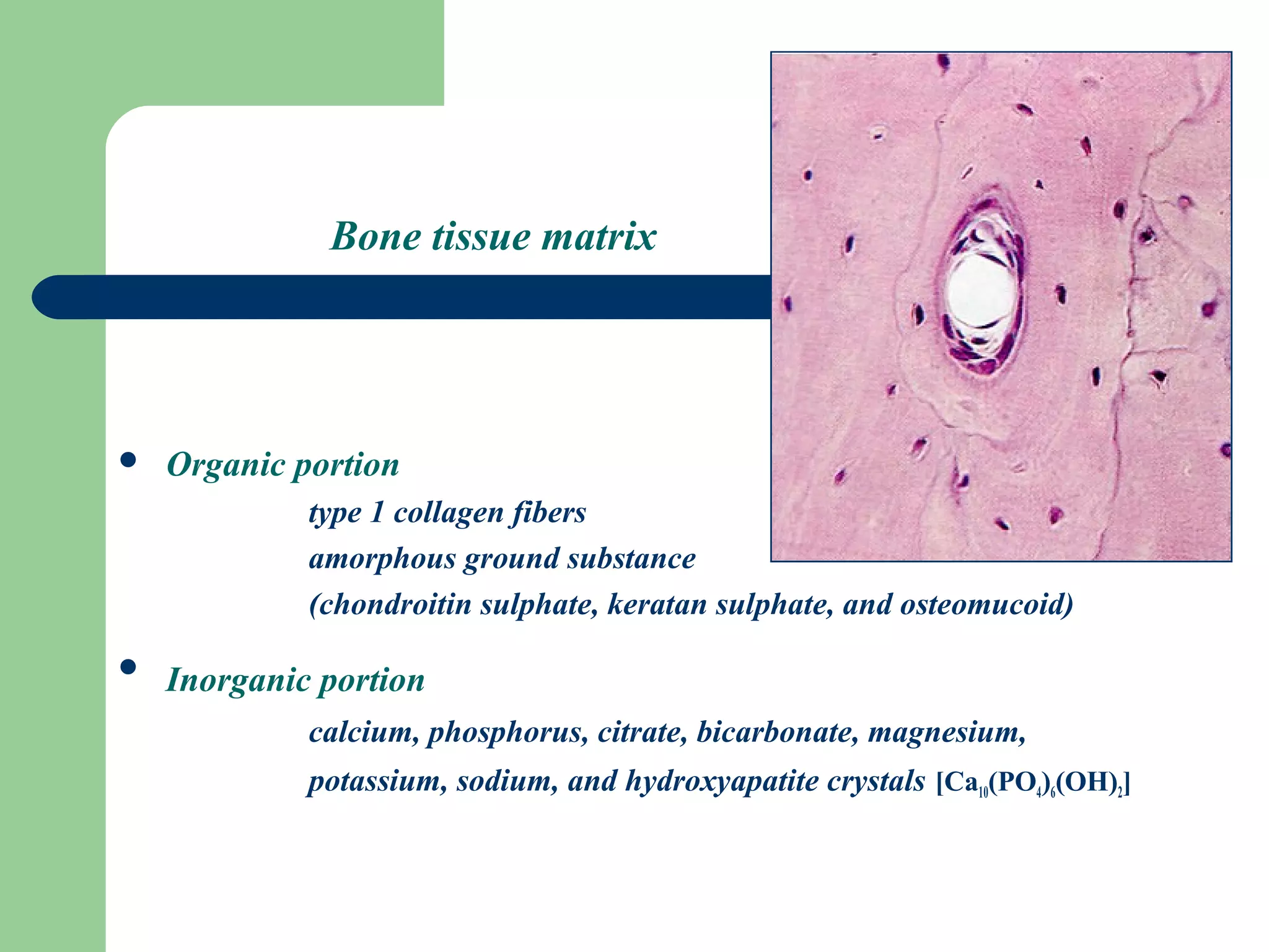 Cartilages and bones | PPT