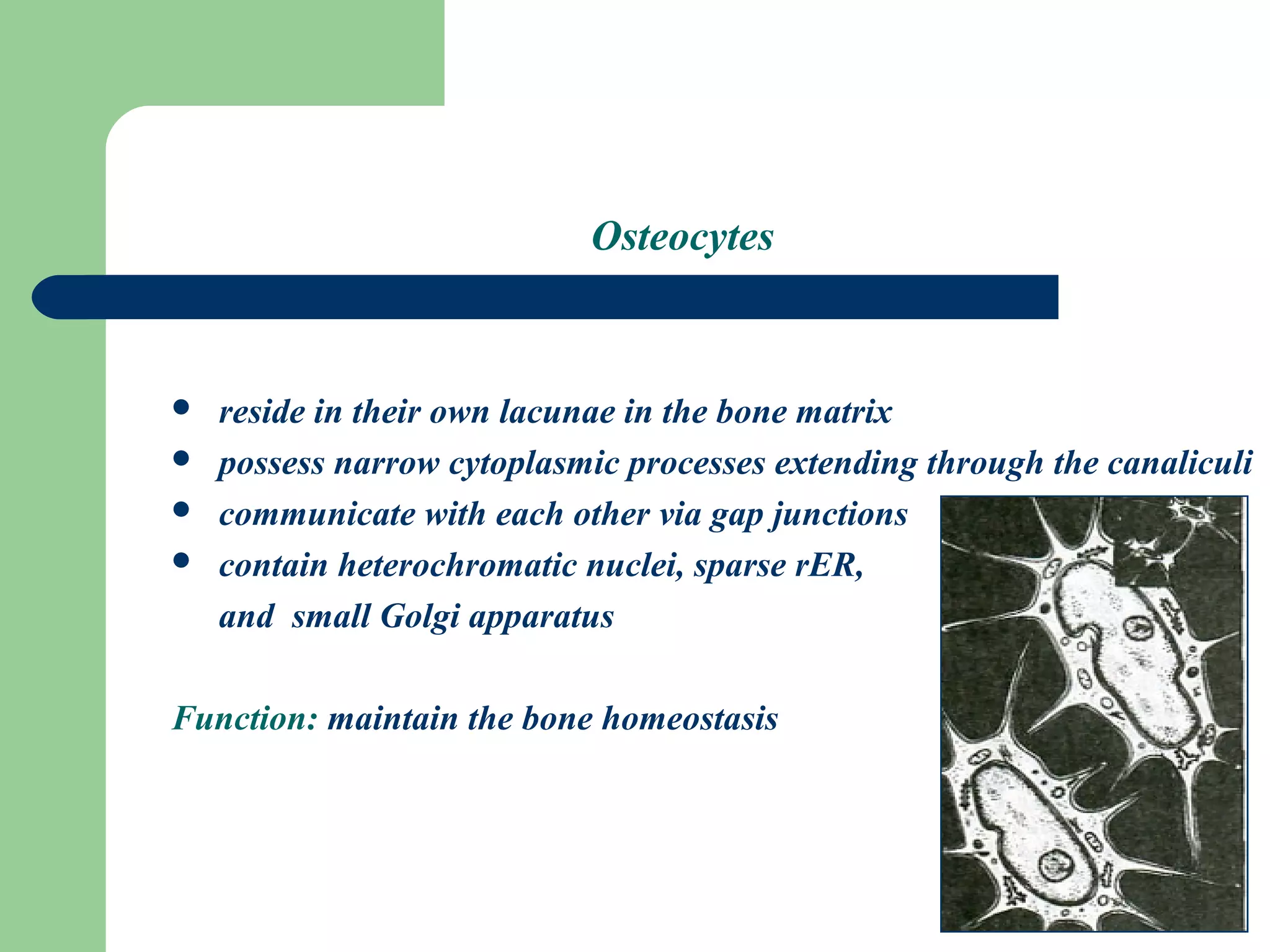 Cartilages and bones | PPT