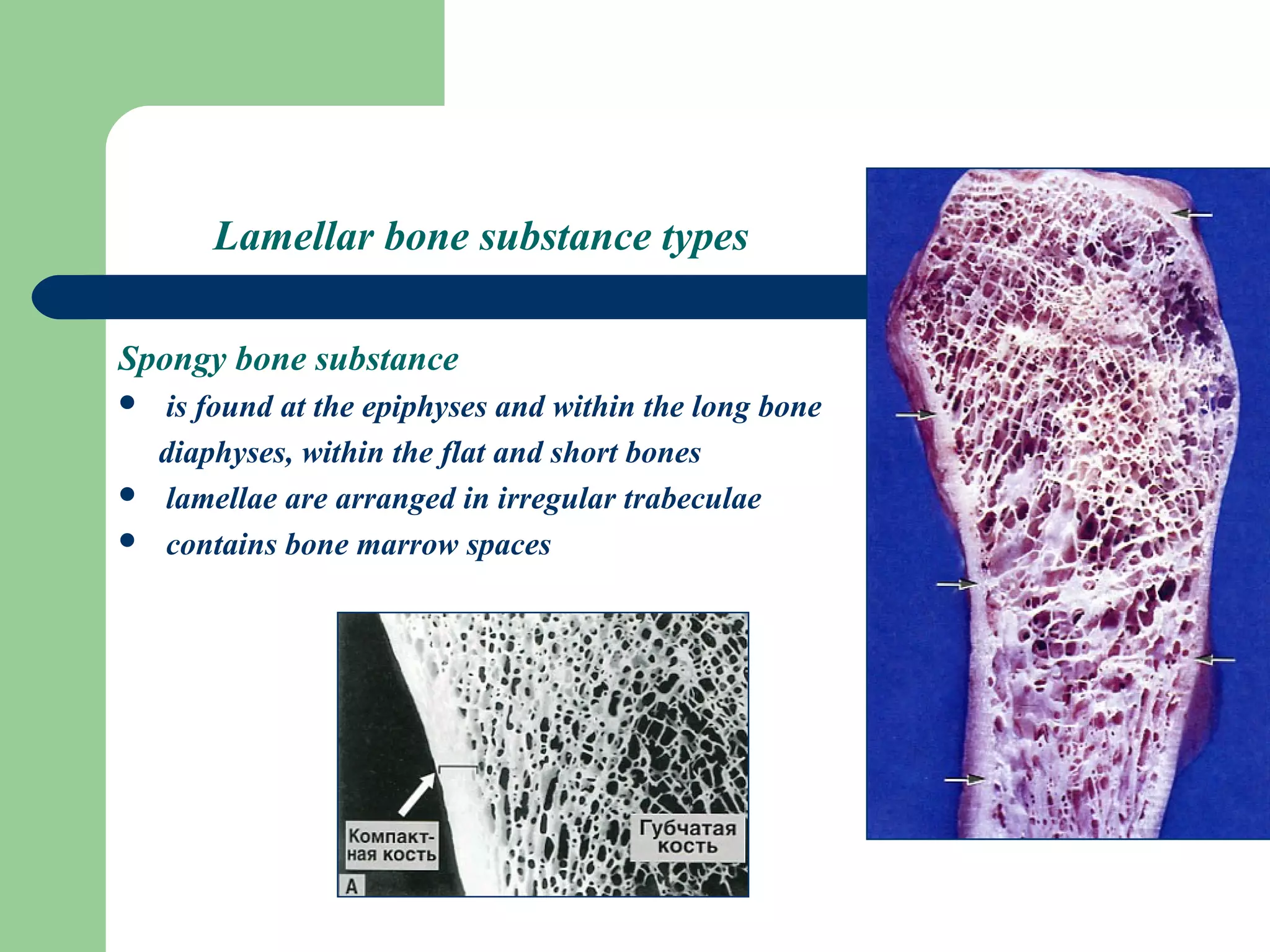 Cartilages and bones | PPT