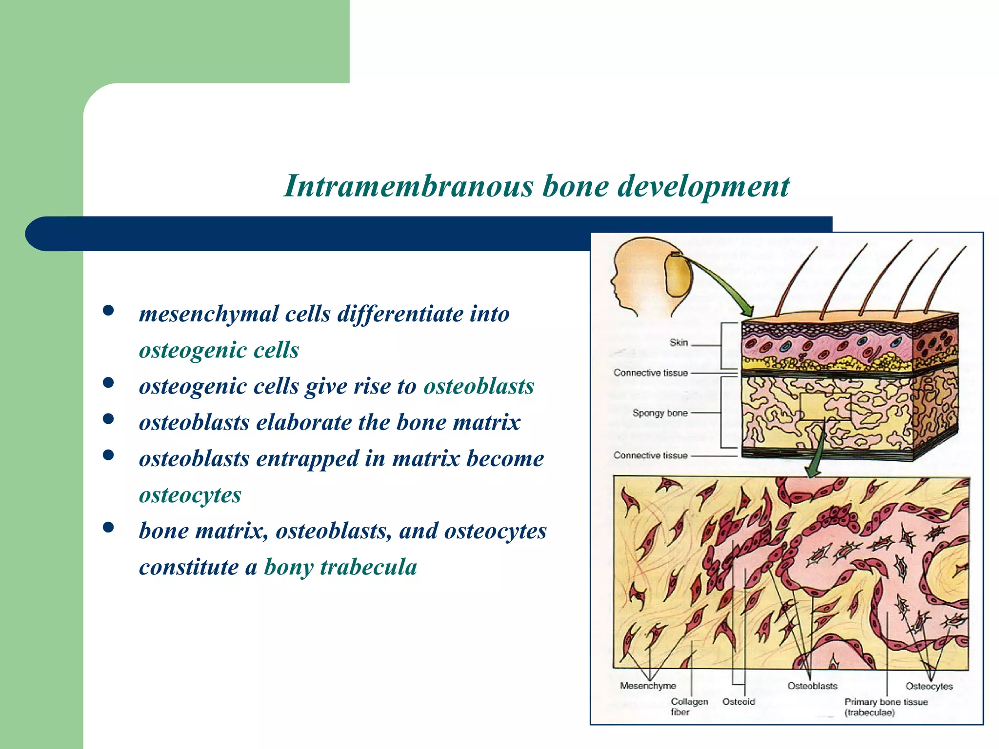 Cartilages and bones | PPT