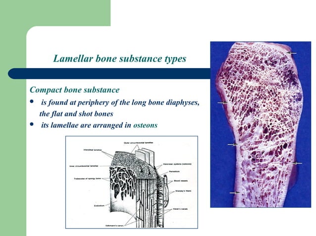 Cartilages and bones | PPT