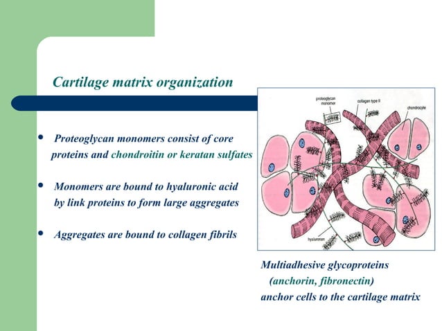 Cartilages and bones | PPT