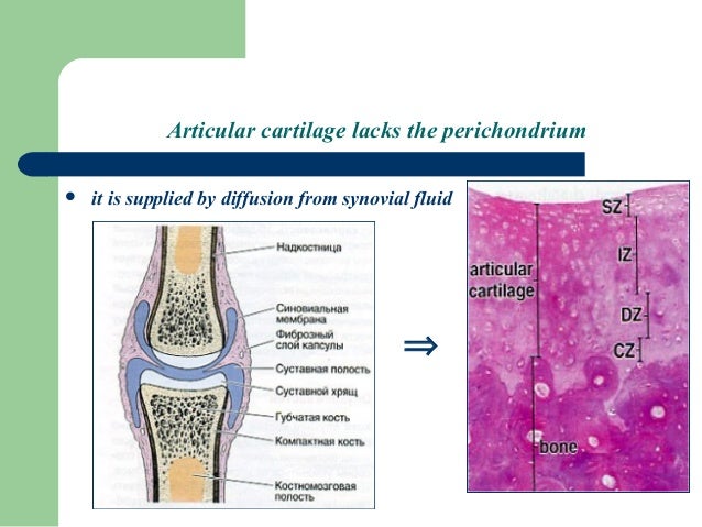Cartilages and bones