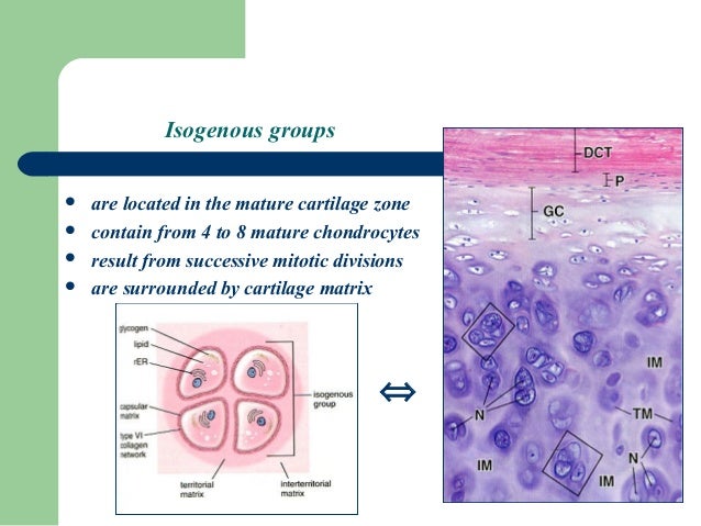 Cartilages and bones