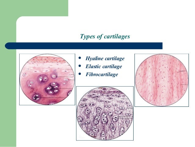 Cartilages and bones