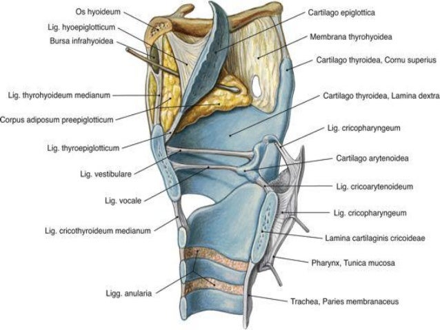 Cartilages et membranes du larynx