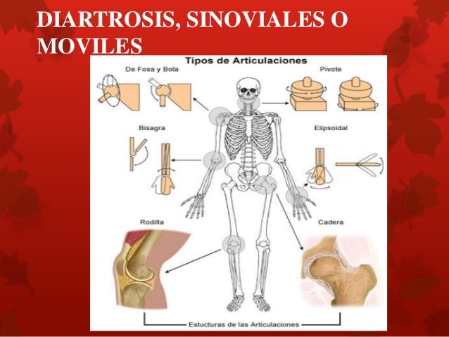 Cartilaginosas, anfiartrosis o semimoviles. anatomia