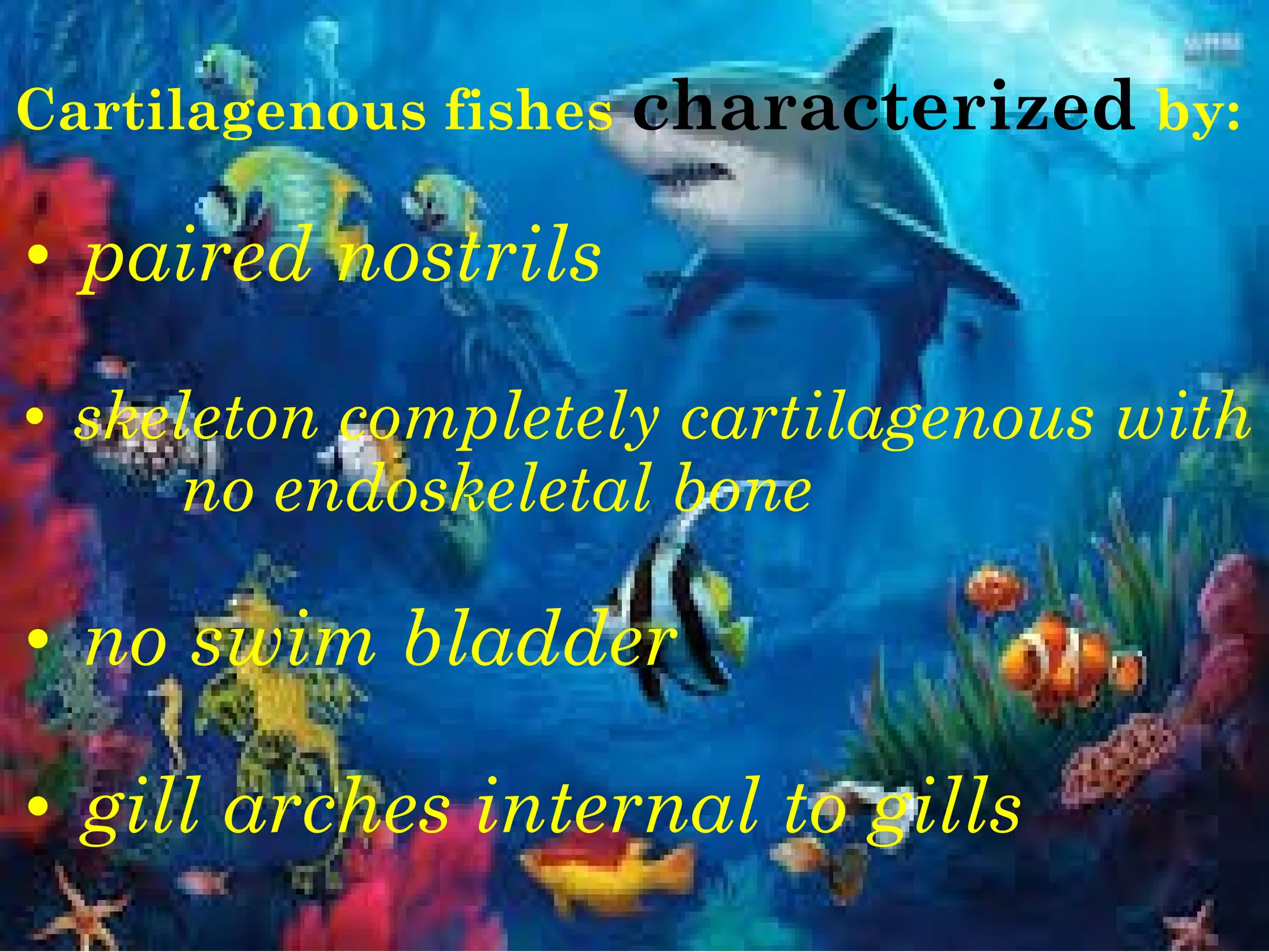 Cartilaginous fish | PPT