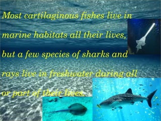 Cartilaginous fish | PPT