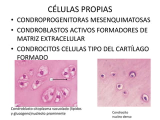 Cartilago | PPT