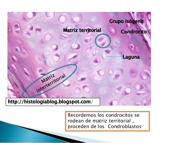 Resumen de tejido cartilaginoso