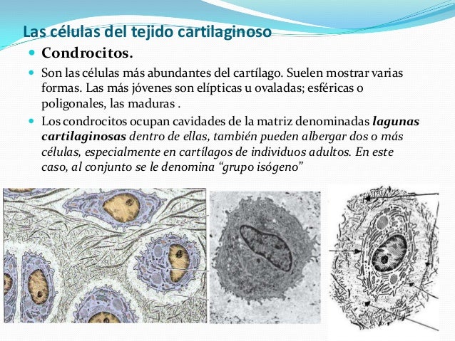 GH (Interacciones metabólicas (Somatostatina (hipotalámica) (Inhibitoria…