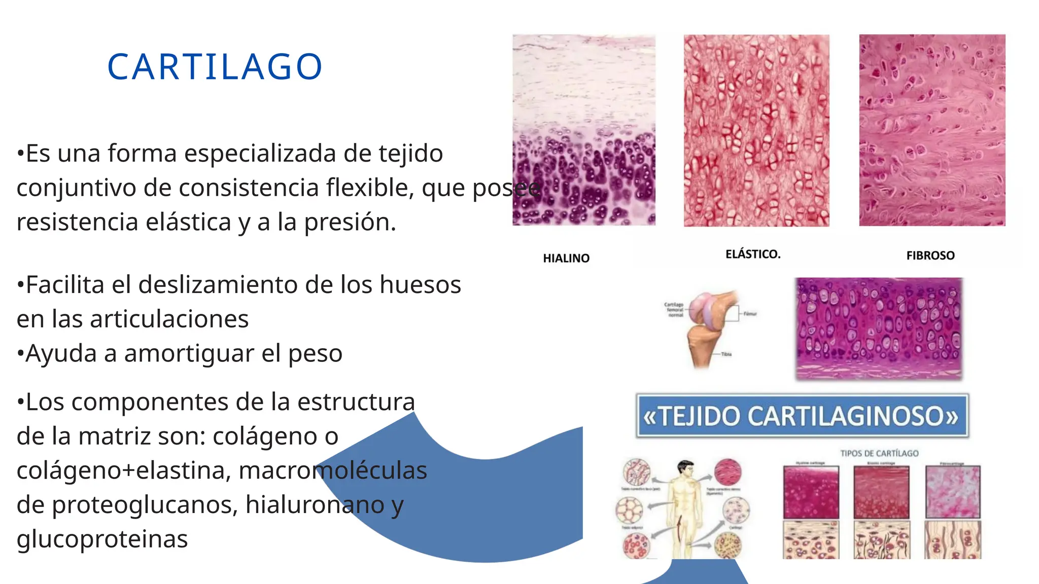 diapositivas de anatomia, histologia y crecimiento del cartílago.pptx