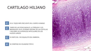 diapositivas de anatomia, histologia y crecimiento del cartílago.pptx