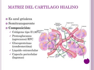 CARTILAGO Histologia segun el libro de lesmie gartner | PDF