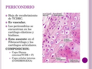 CARTILAGO Histologia segun el libro de lesmie gartner | PDF