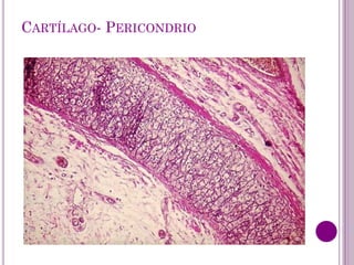 CARTILAGO Histologia segun el libro de lesmie gartner | PDF