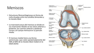 Cartilago articular.pptx