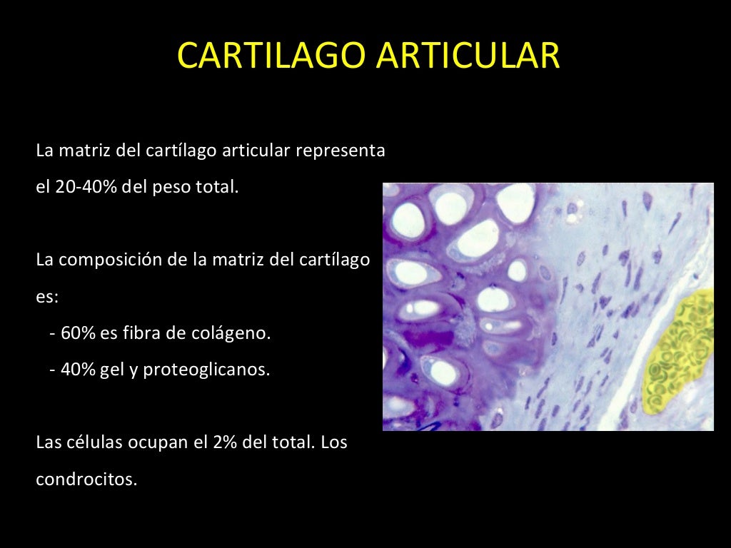 El Cartílago articular en la rodilla