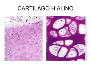 Cartilago oseo muscular | PPT