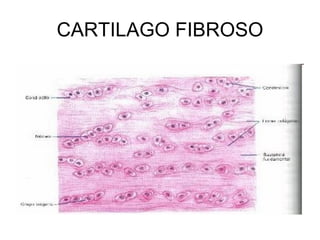 Cartilago oseo muscular | PPT