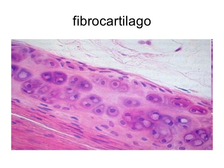 Cartilago oseo muscular