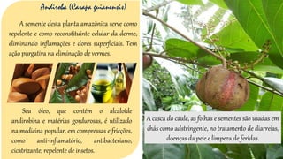 Cartilha Informativa de Plantas Medicinais | PDF