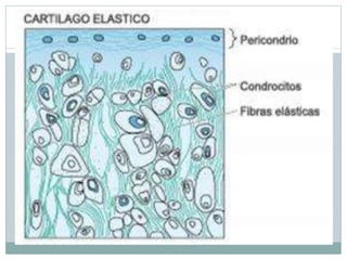 Cartílago | PPTX | Bone and Joint Conditions | Diseases and Conditions