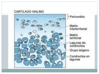 Cartílago | PPTX | Bone and Joint Conditions | Diseases and Conditions