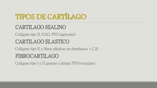 Cartílago | PPTX