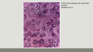 Cartílago | PPT