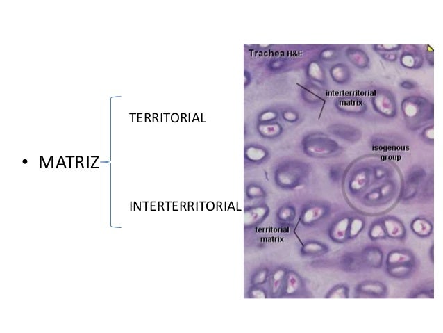 Histología de Cartílago