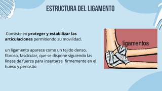 ligamneto tendones y cartilago partes y comopsicion | PDF