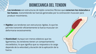 ligamneto tendones y cartilago partes y comopsicion | PDF