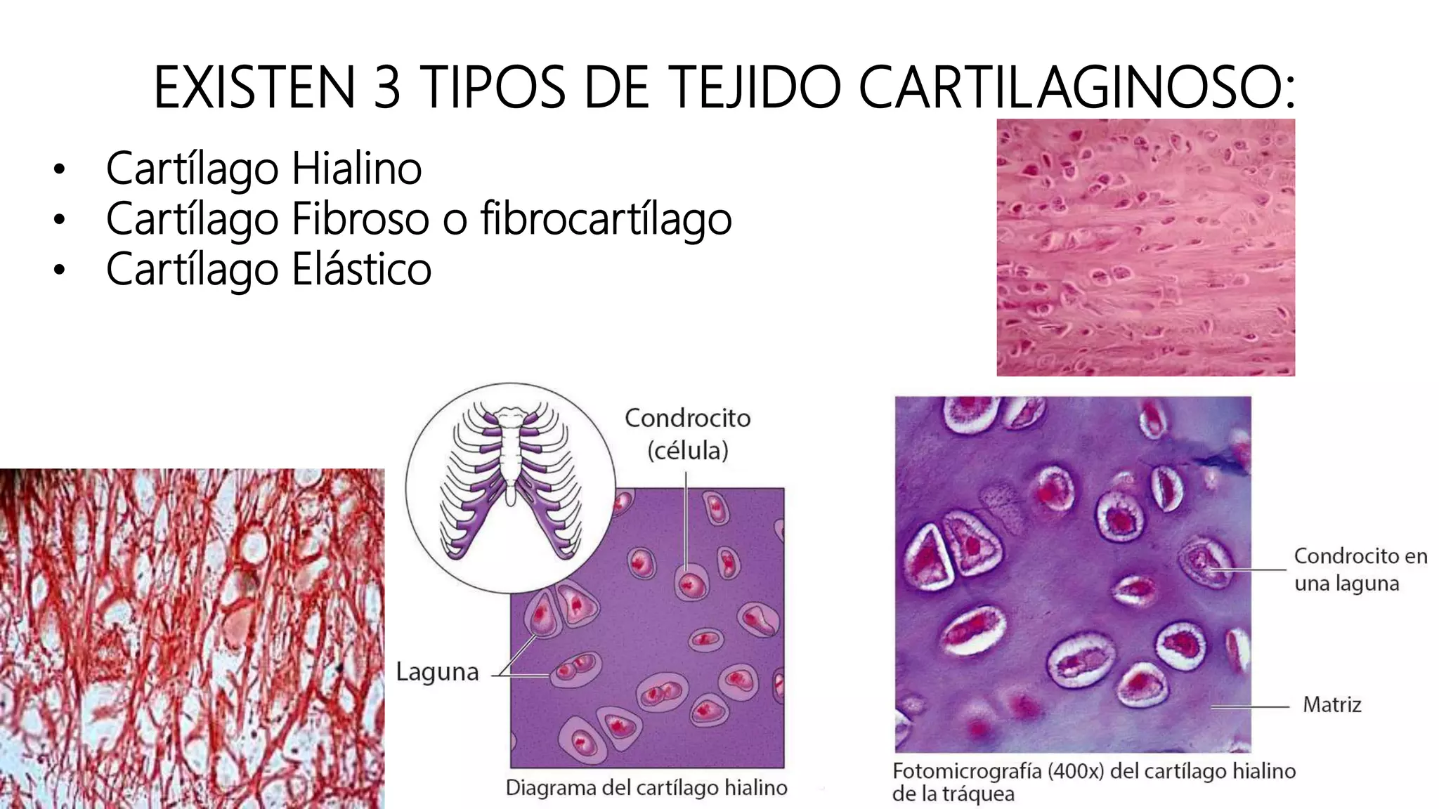 Tipos de cartílago y sus características | PPTX
