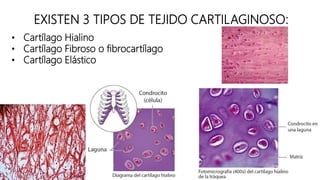 Tipos de cartílago y sus características
