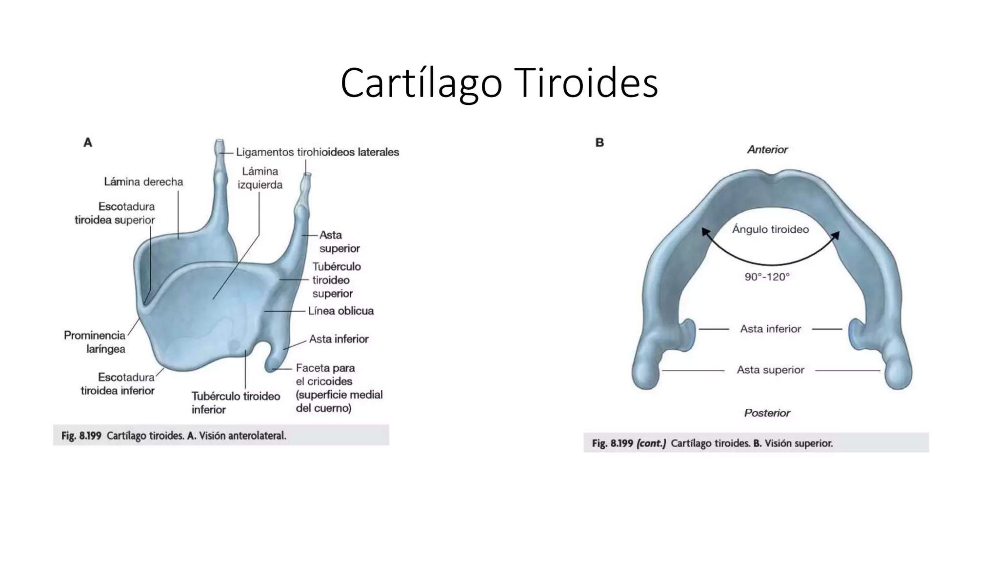 Cartílagos de laringe y músculos intrinsecos | PPTX