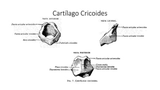 Cartílagos de laringe y músculos intrinsecos | PPTX