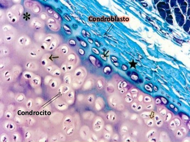 Morfología cartilago