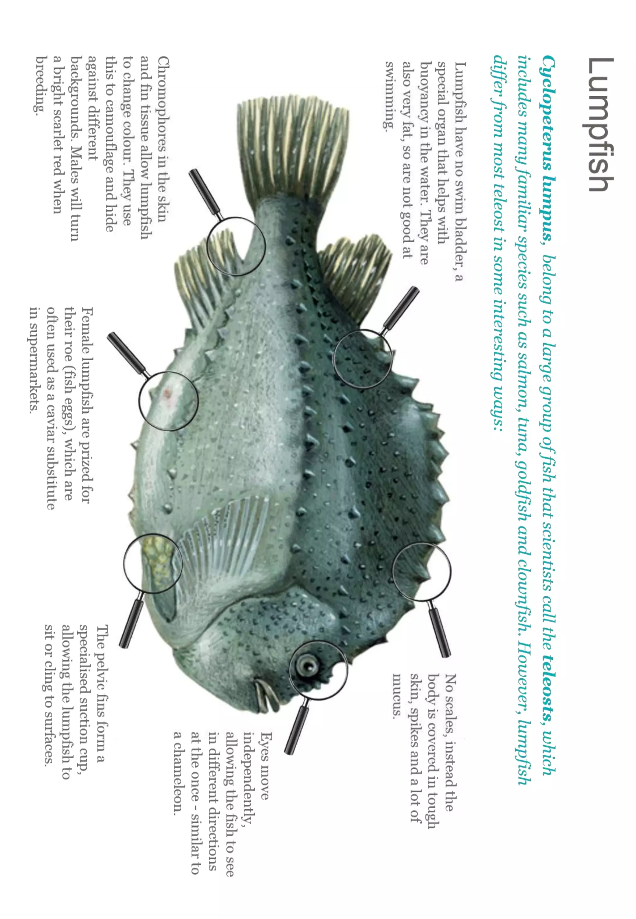 Cartoon and FAQ about zebrafish, killifish and lumpfish | PDF